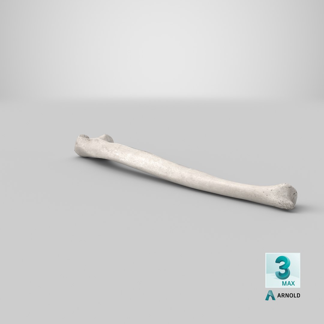 Human Ulna Bone 01 3D Model - TurboSquid 1542108