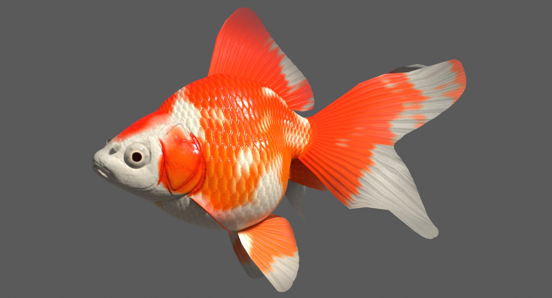 3d Ryukin Goldfish Model