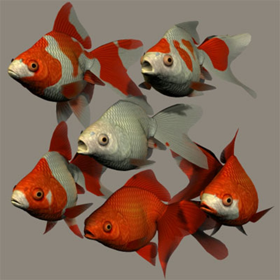 3d Ryukin Goldfish Model