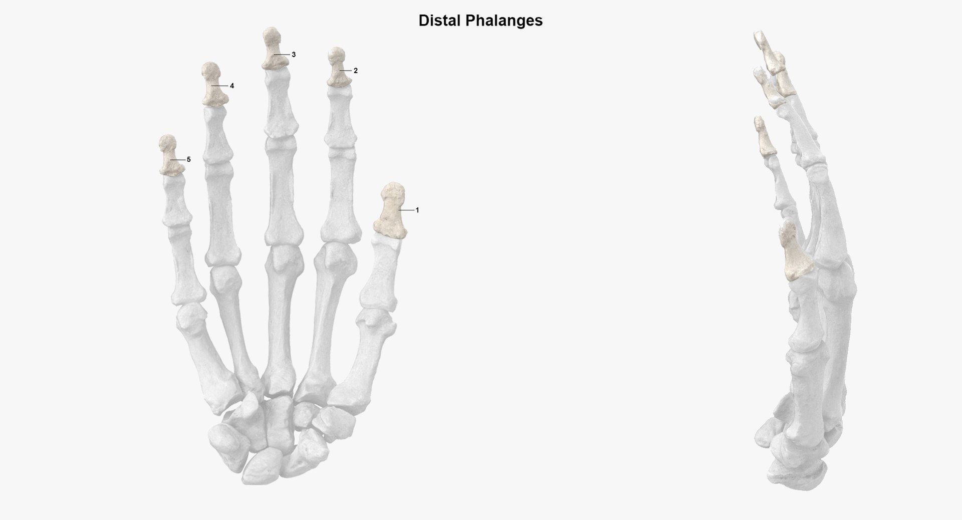 Human hand bones anatomy model - TurboSquid 1597292