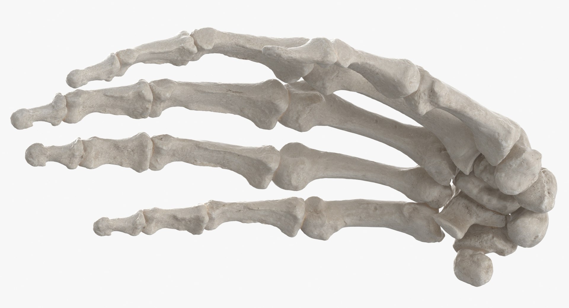 Human hand bones anatomy model - TurboSquid 1597292