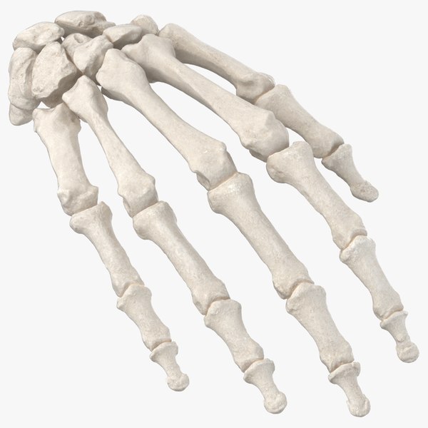 Skeletal Hand 3D Models for Download | TurboSquid