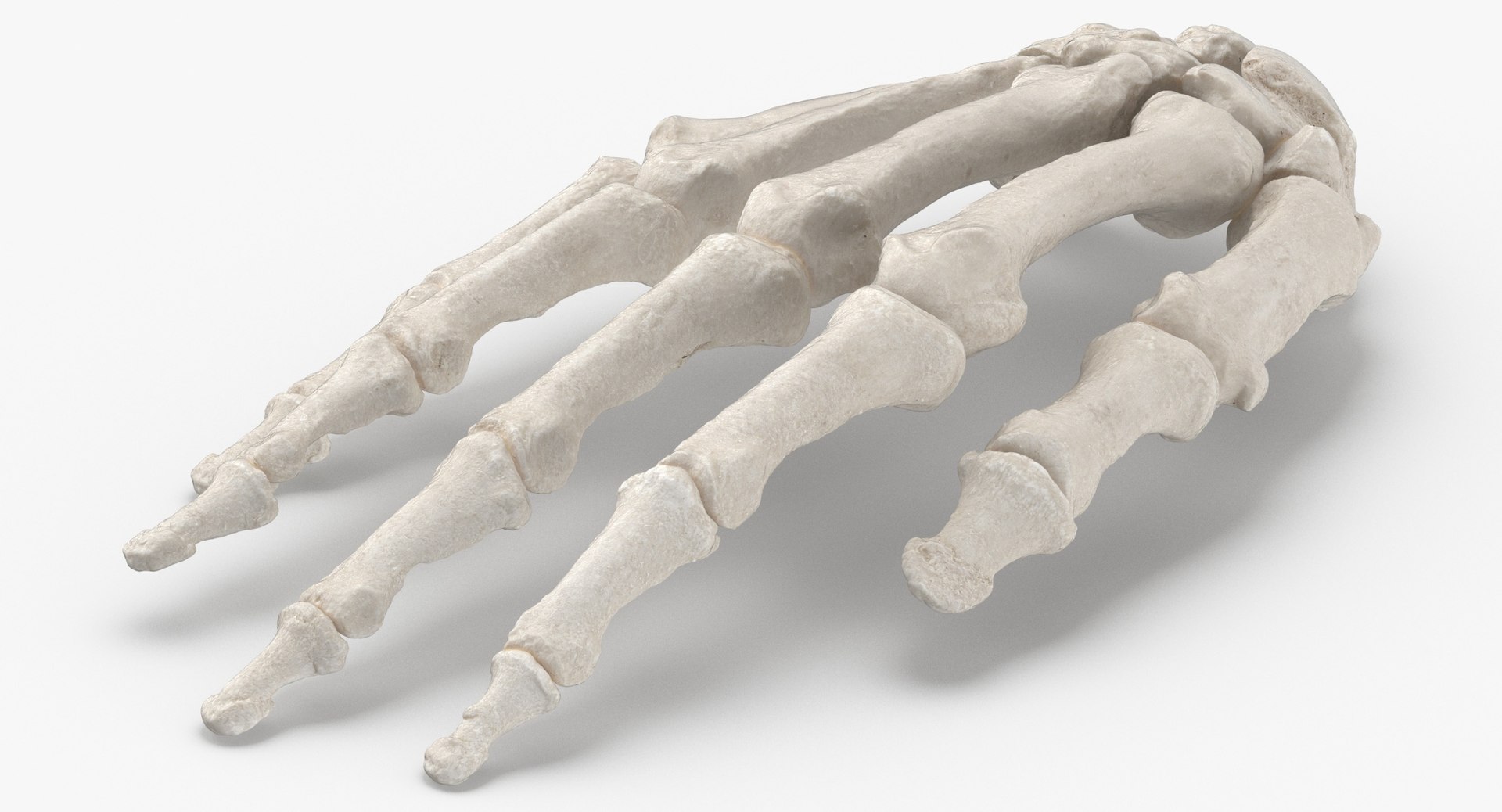 Human hand bones anatomy model - TurboSquid 1597292