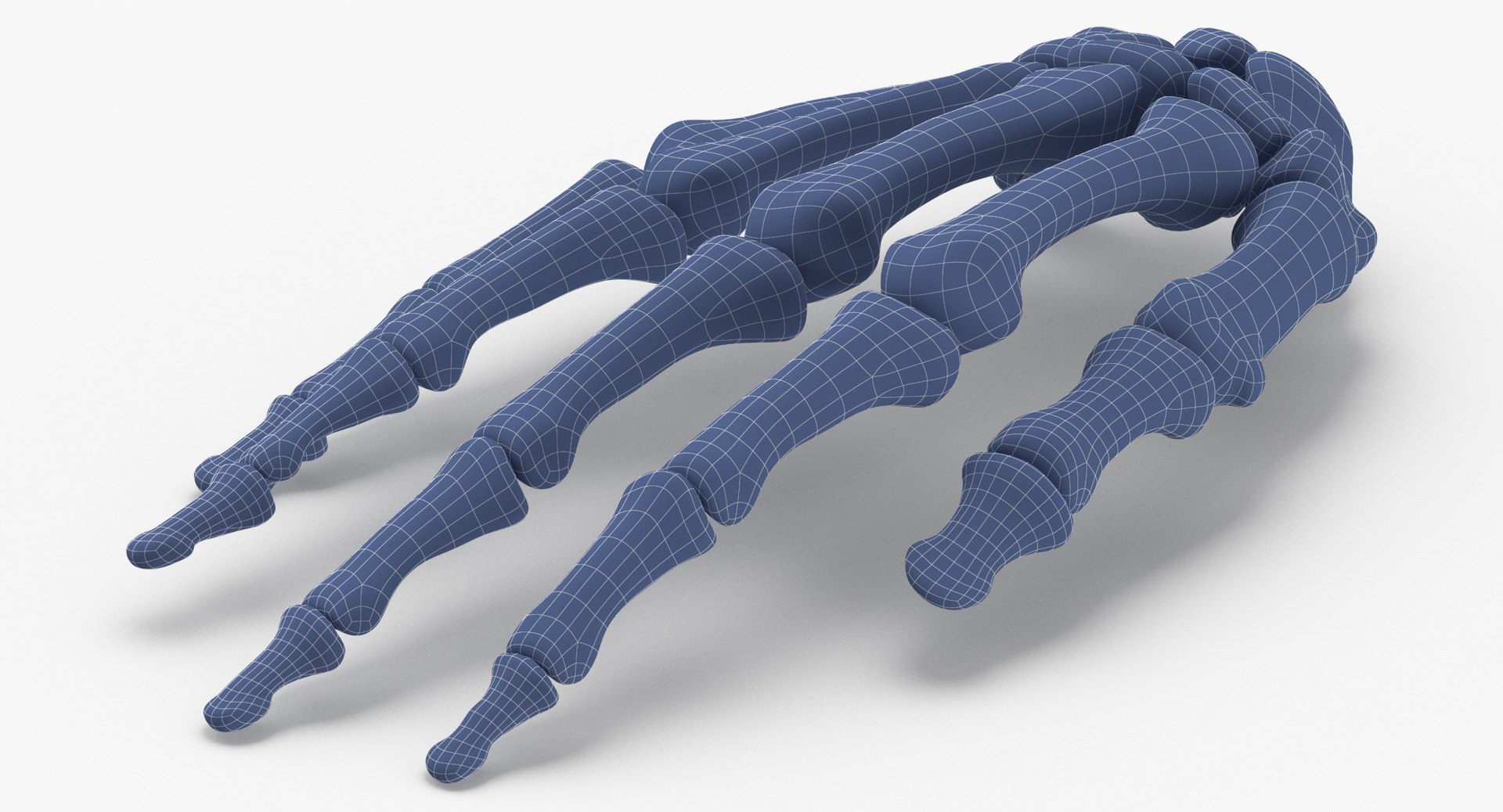 Human hand bones anatomy model - TurboSquid 1597292