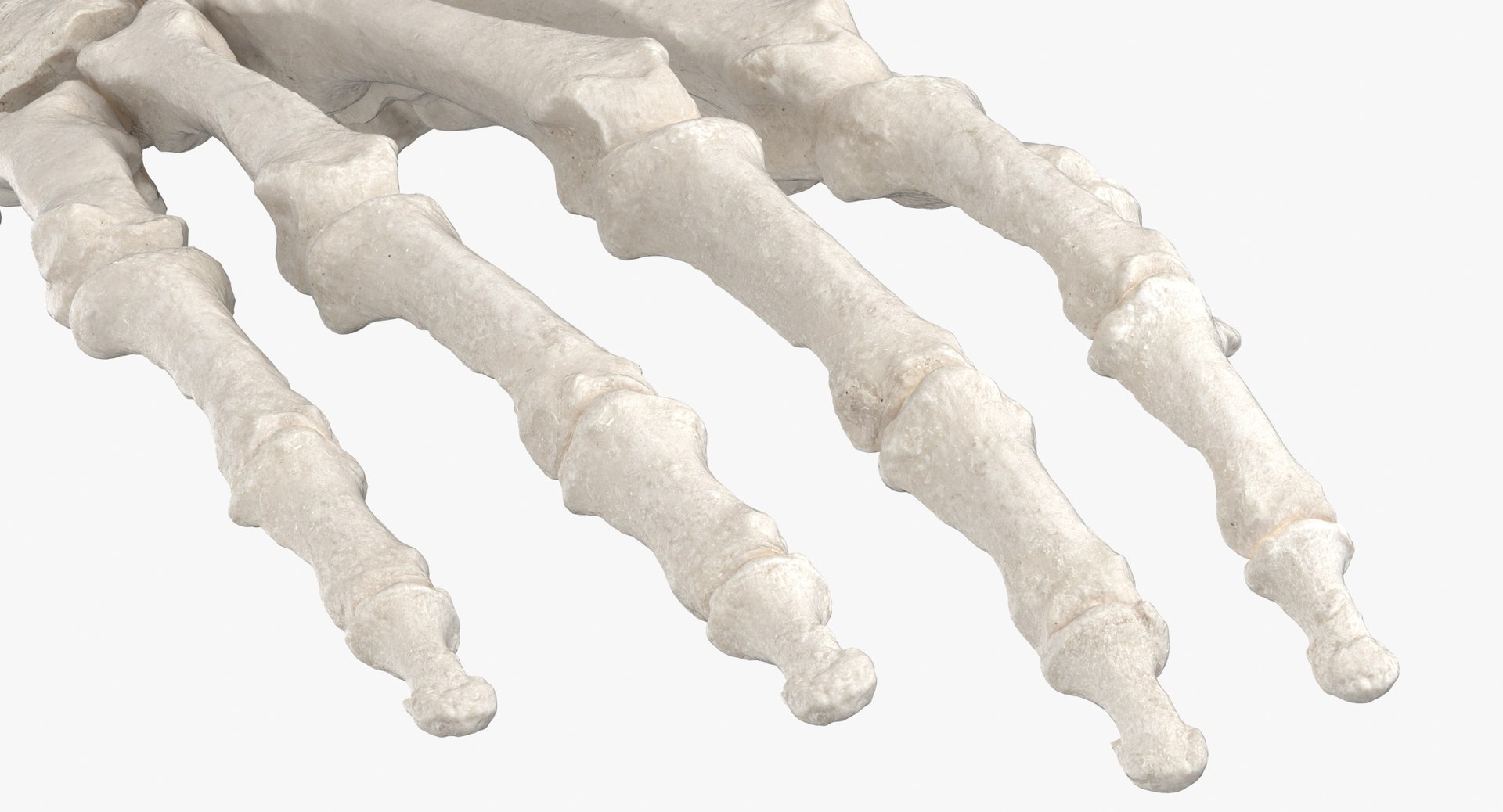 Human hand bones anatomy model - TurboSquid 1597292