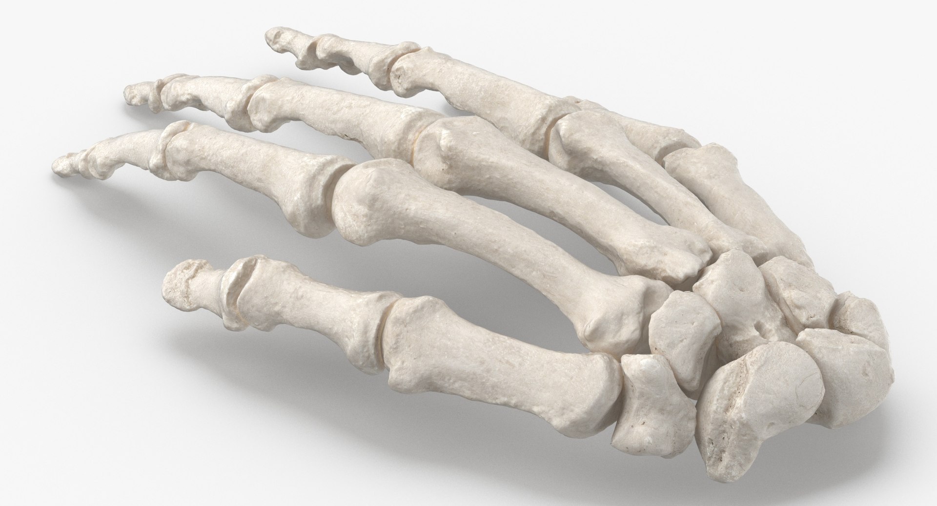 Human hand bones anatomy model - TurboSquid 1597292
