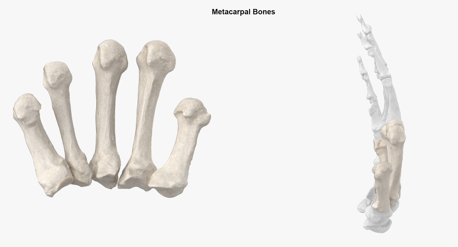 Human hand bones anatomy model - TurboSquid 1597292
