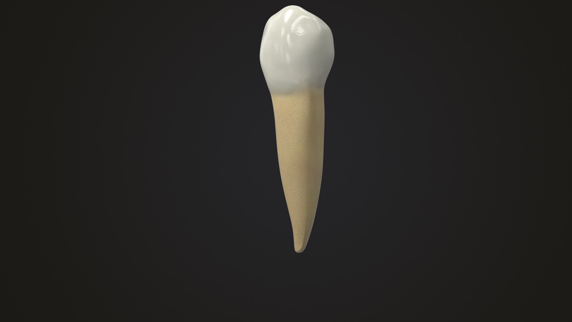 3D human teeth lower second model - TurboSquid 1552810