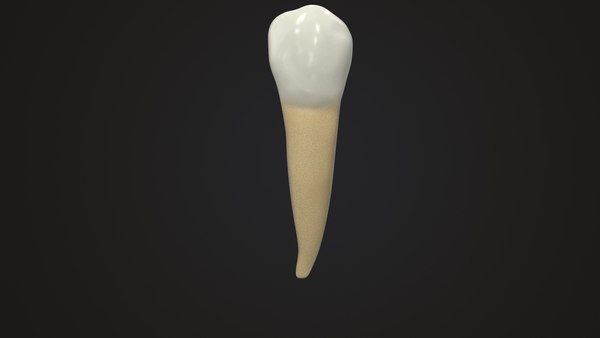 modelo 3d Dientes humanos Segundo premolar inferior - TurboSquid 1552810