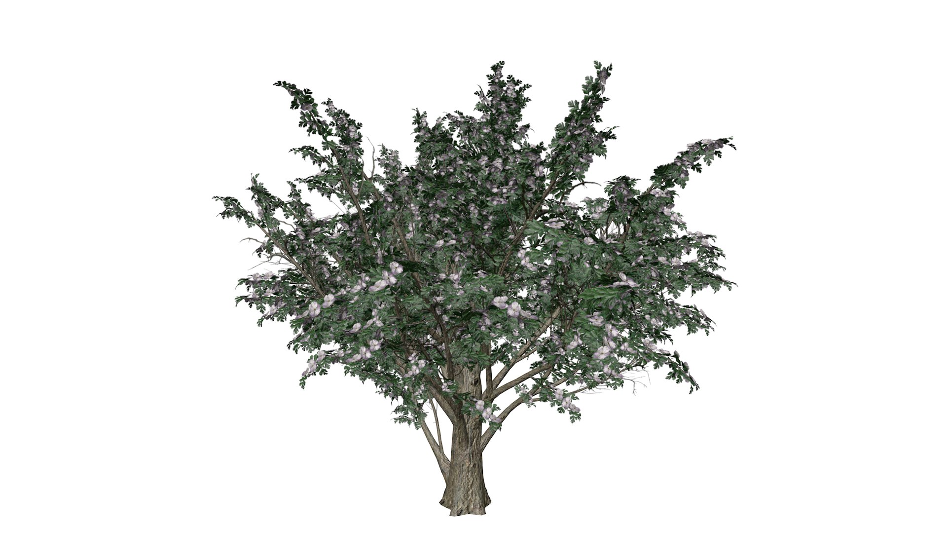 Common Hawthorne Tree Collection Model - TurboSquid 2378074