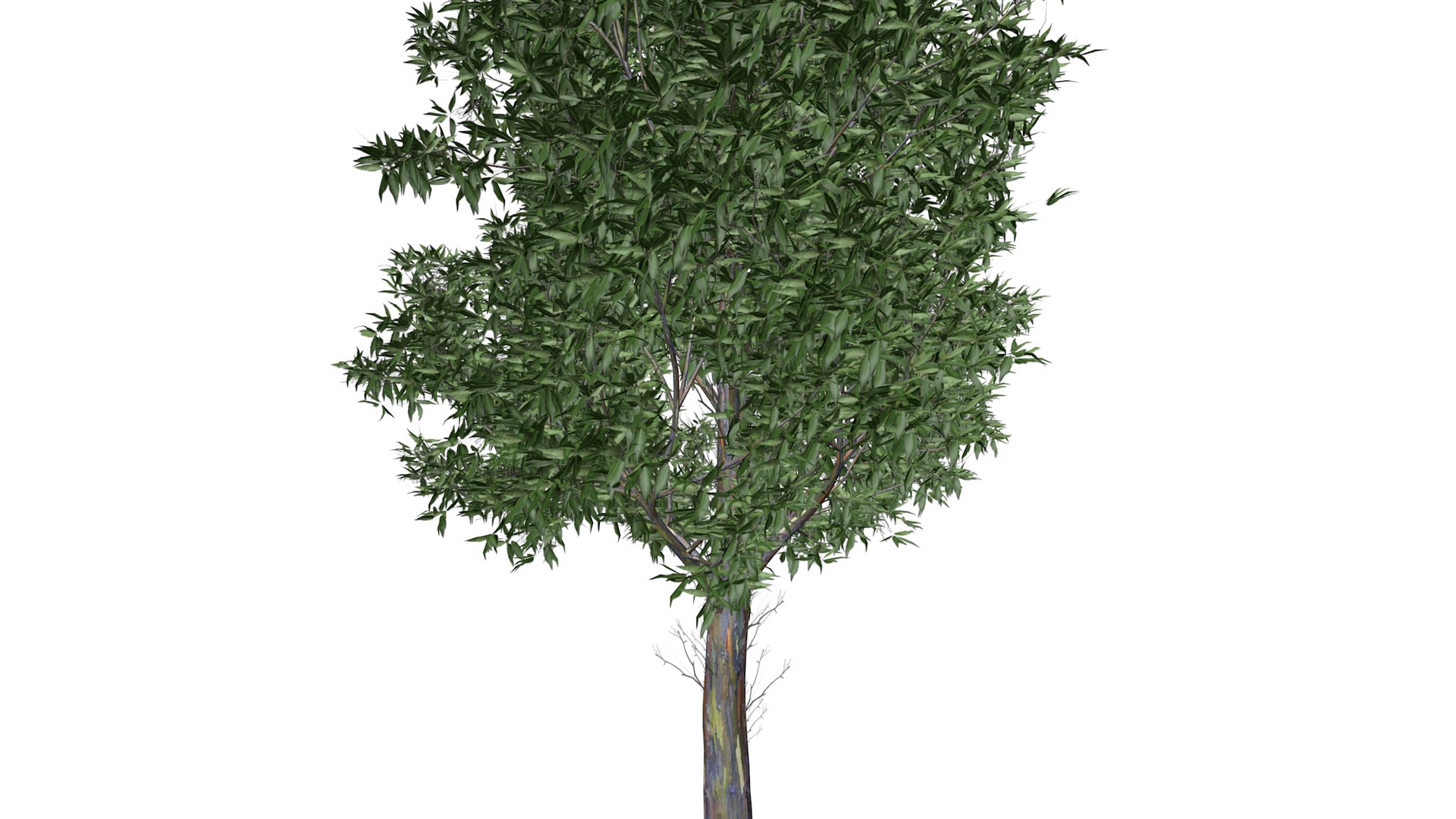 Rainbow Gum Tree - 10 - 3D Model - TurboSquid 2377642