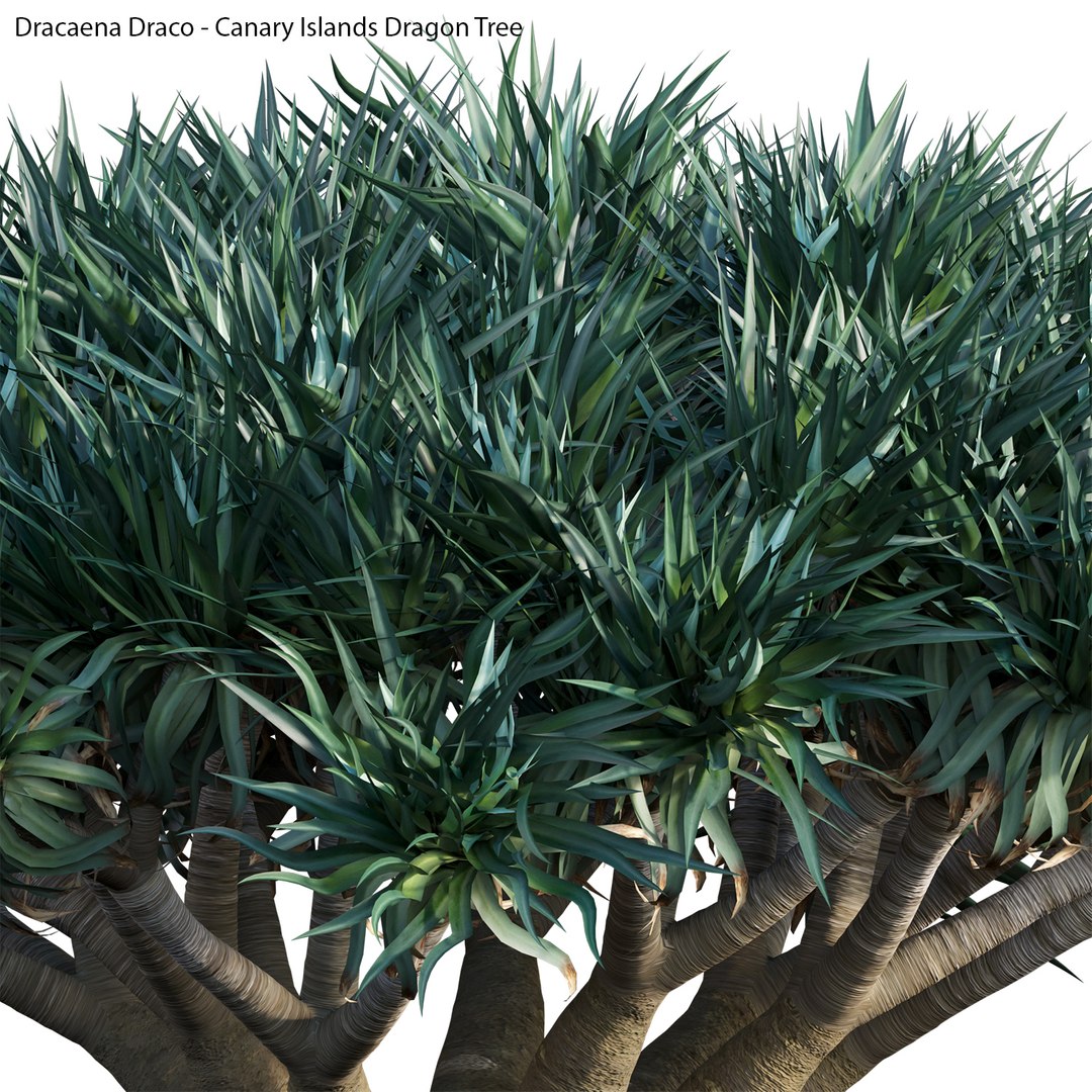 3D Model Dracaena Draco - Canary Islands Dragon Tree 03 - TurboSquid 1913213
