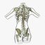 Muscle Anatomy Female Torso Ma
