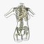 Muscle Anatomy Female Torso Ma