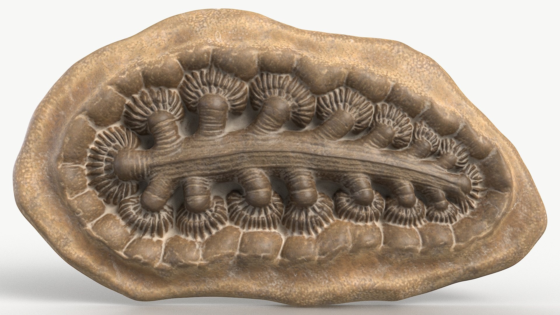 Ancient Fossil 2005 Textured 3D Model - TurboSquid 2299856