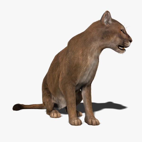 modelo 3d Puma (ANIMADO) (PIEL) - TurboSquid 675357