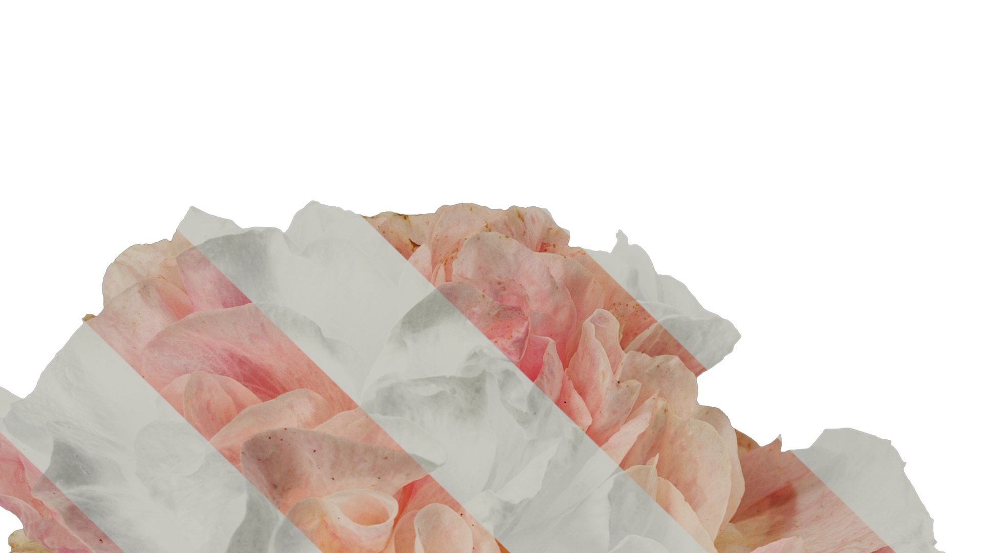 Anydrafts Alcea Rosea Flower 11 Textures 3D Model - TurboSquid 2351965