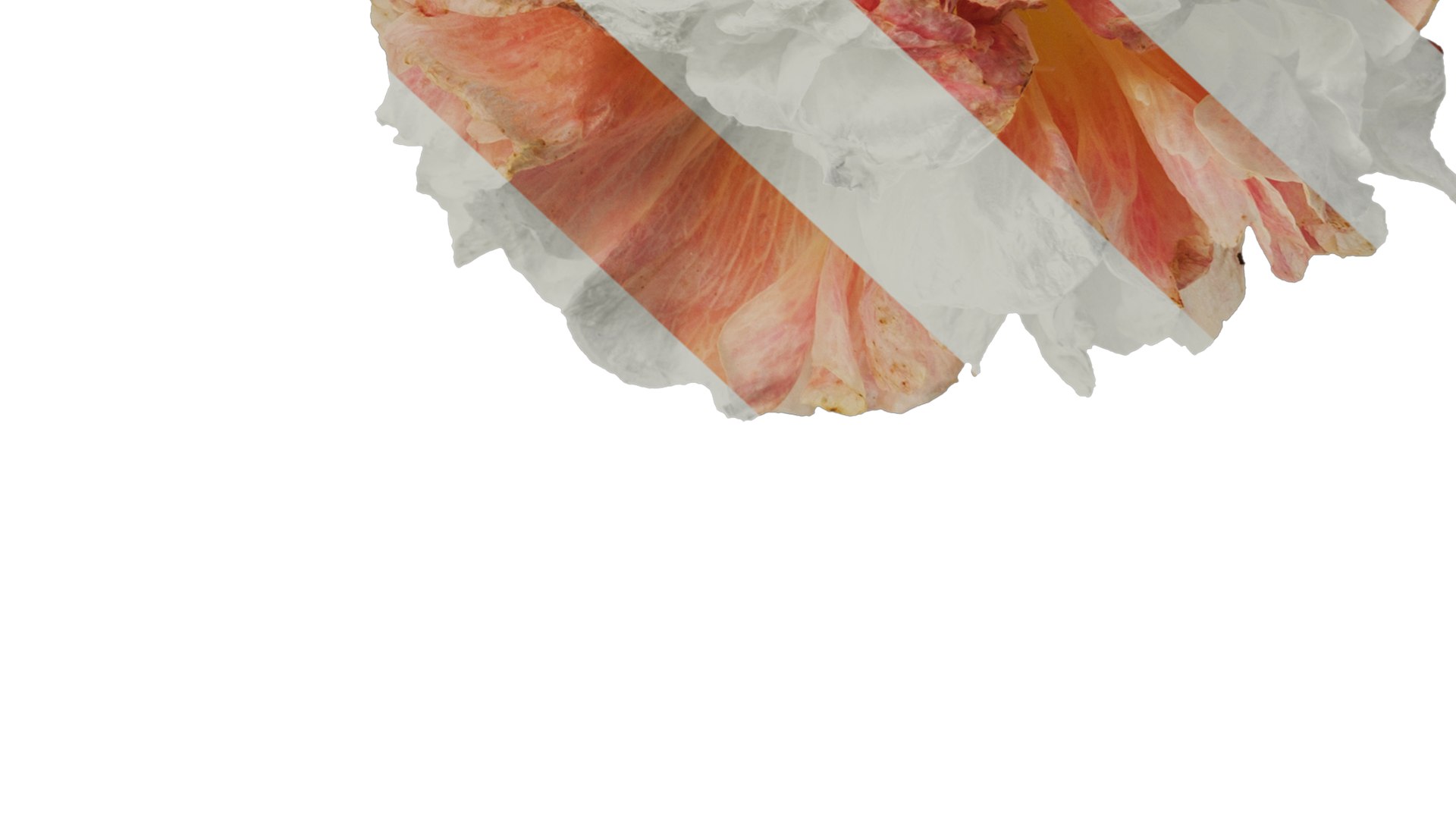 Anydrafts Alcea Rosea Flower 11 Textures 3D Model - TurboSquid 2351965