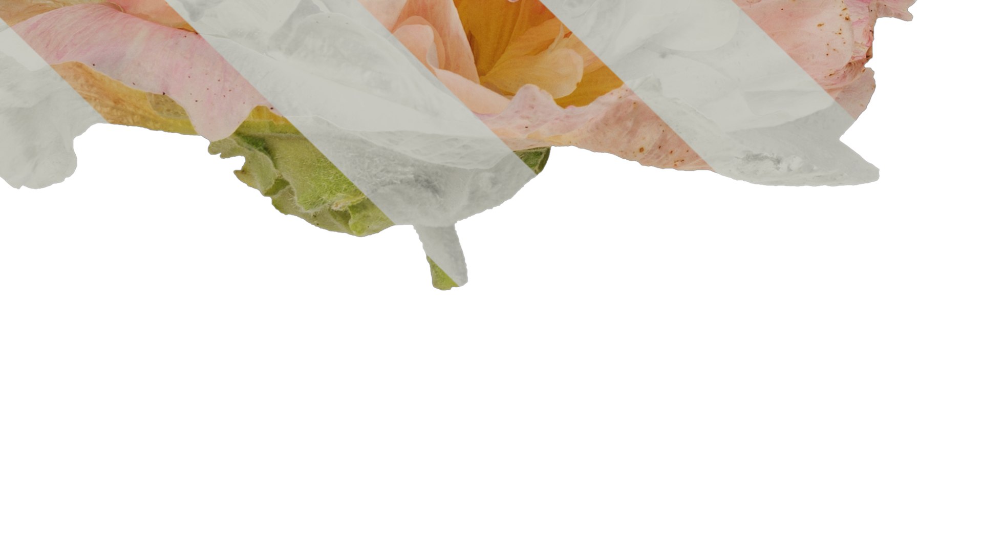 Anydrafts Alcea Rosea Flower 11 Textures 3D Model - TurboSquid 2351965