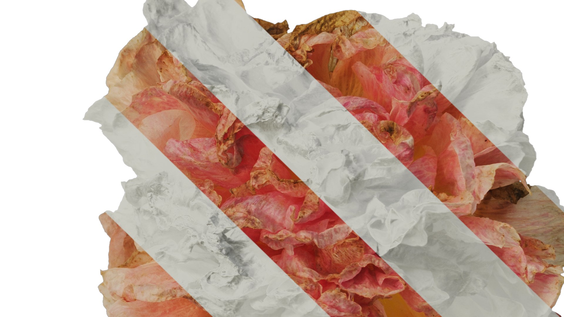 Anydrafts Alcea Rosea Flower 11 Textures 3D Model - TurboSquid 2351965