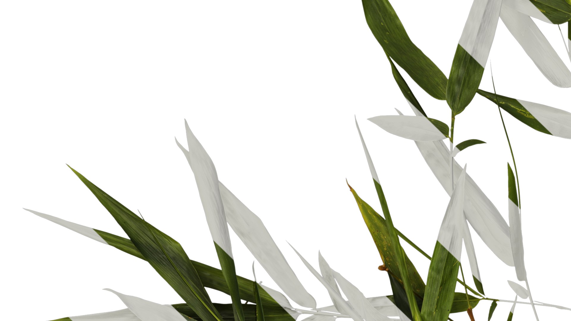 3D Anydrafts Bambusoideae Atlas 03 Textures - TurboSquid 2345376