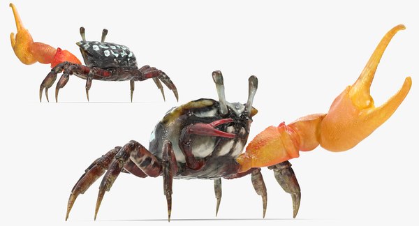 Fiddler crab rigged 3D model - TurboSquid 1151085