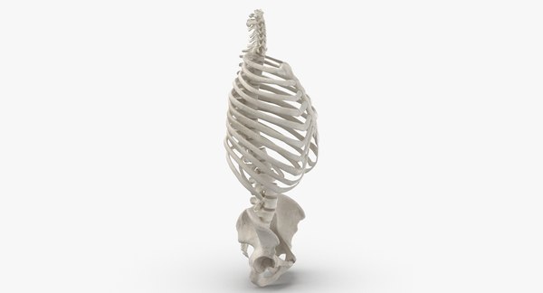 3D Human Rib Cages Spines and Female Pelvis Bones White Collection 01 - 2 models model ...