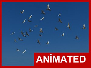 flock animation