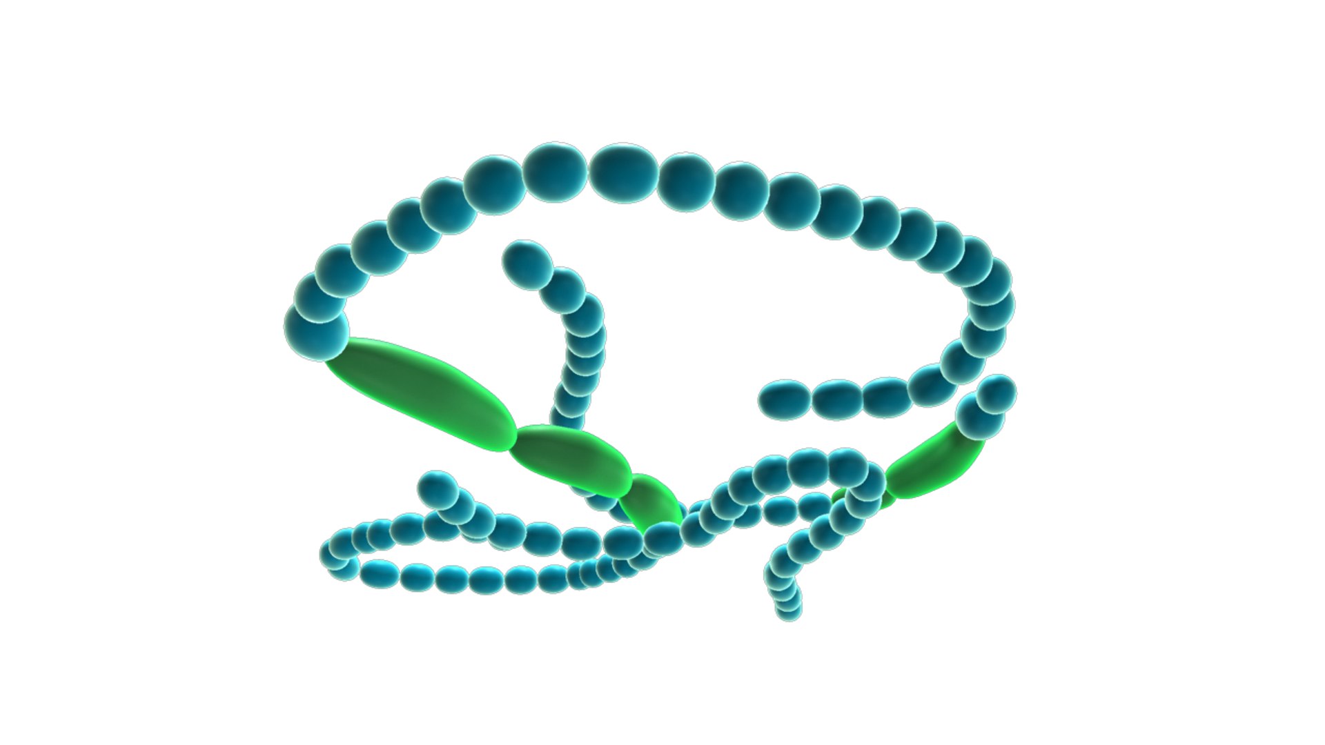 3d Anabaena Cyanobacteria Model