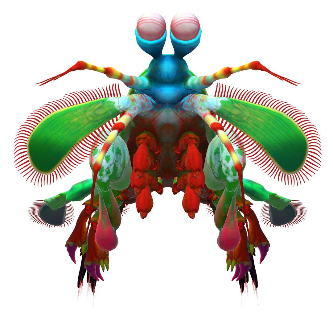 Mantis Shirmp - TurboSquid 2294938