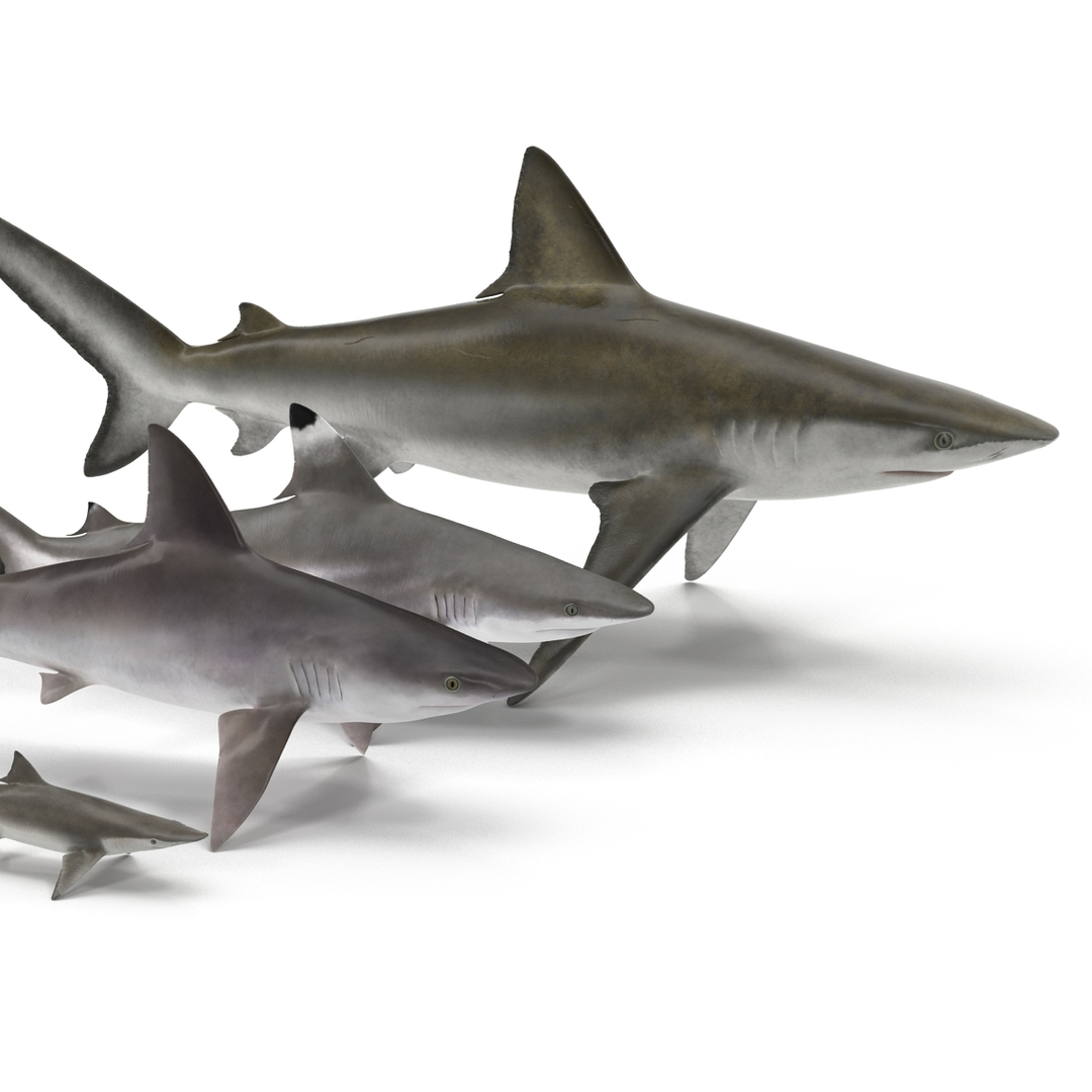 3d sharks 10