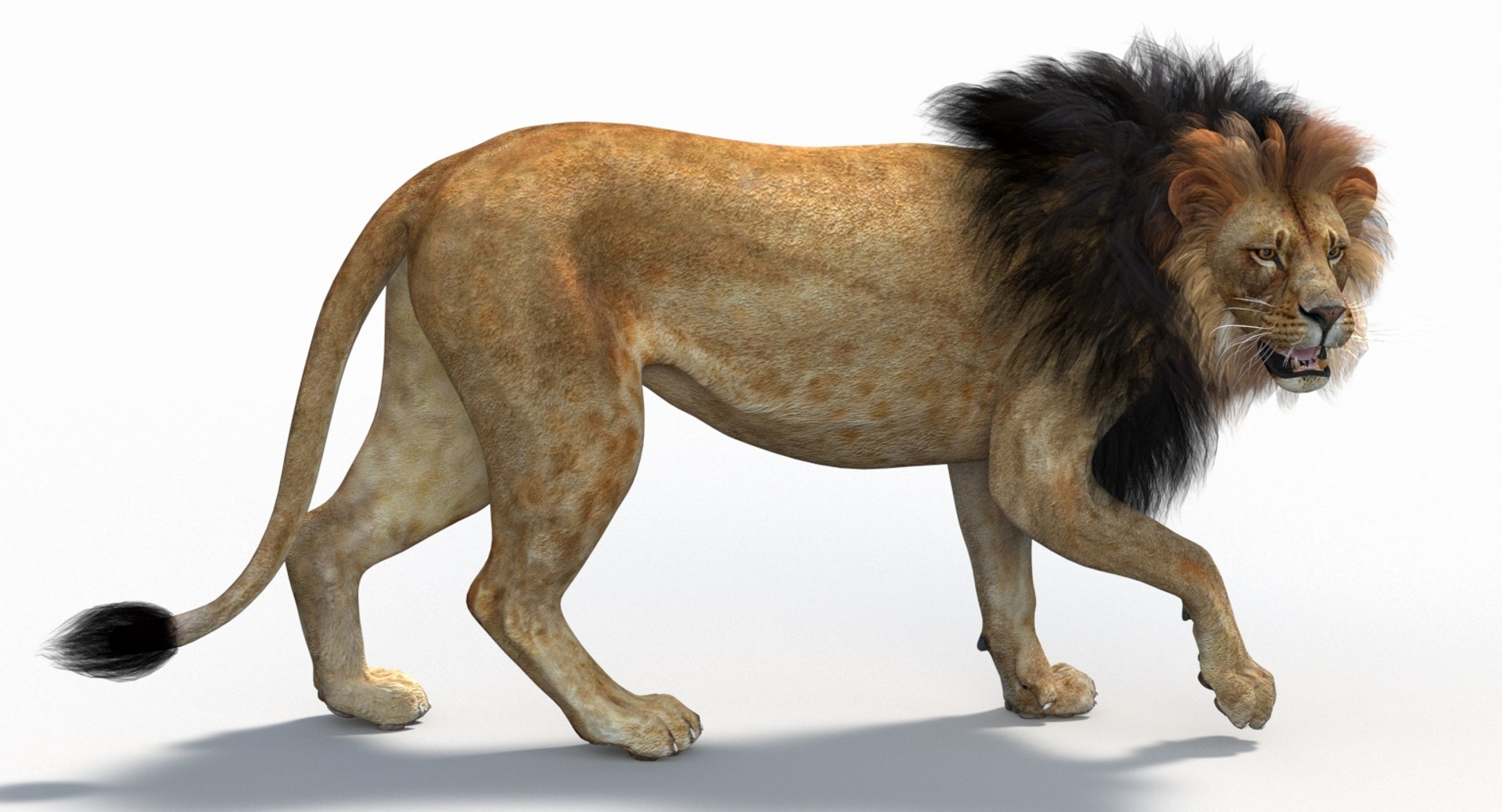 3D model lion 2 polygonal mane - TurboSquid 1375425