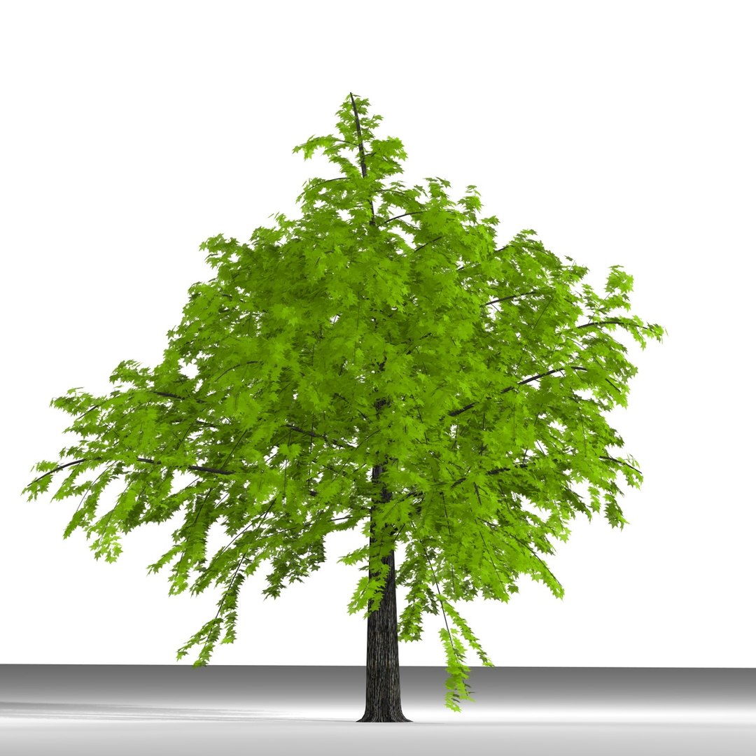 Plane Tree 3d Model