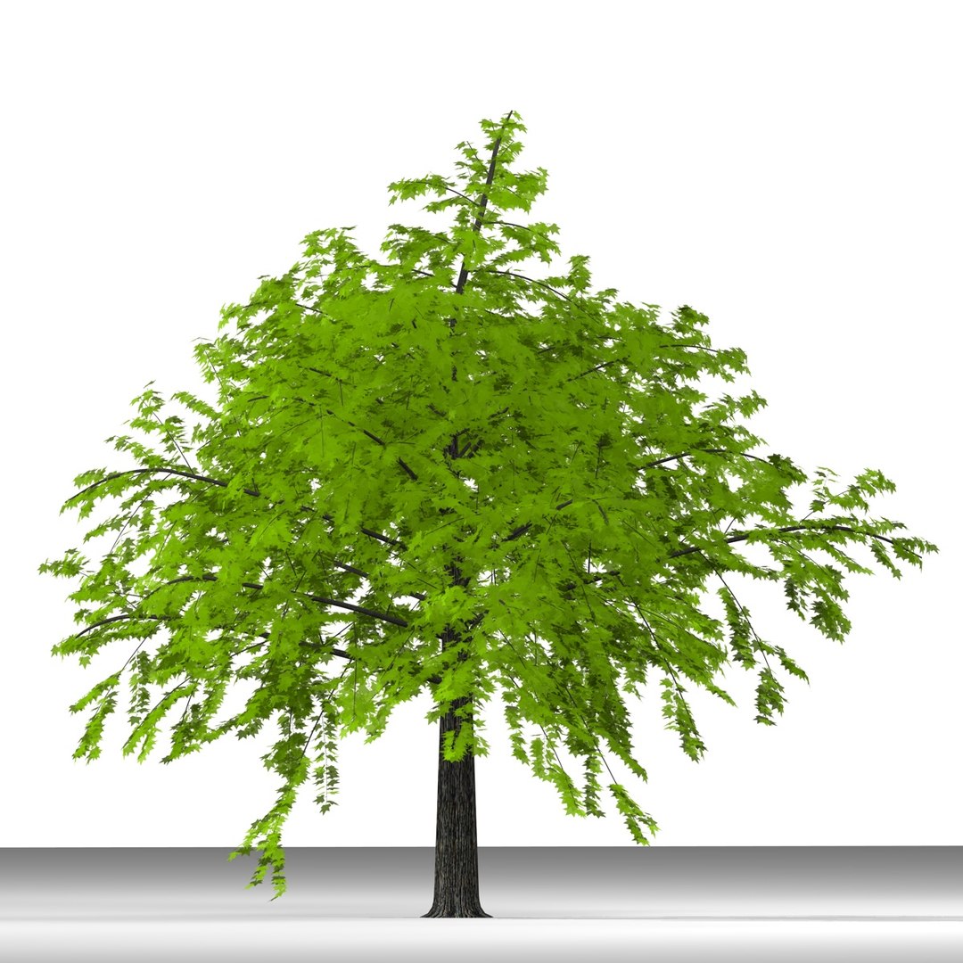 Plane Tree 3d Model
