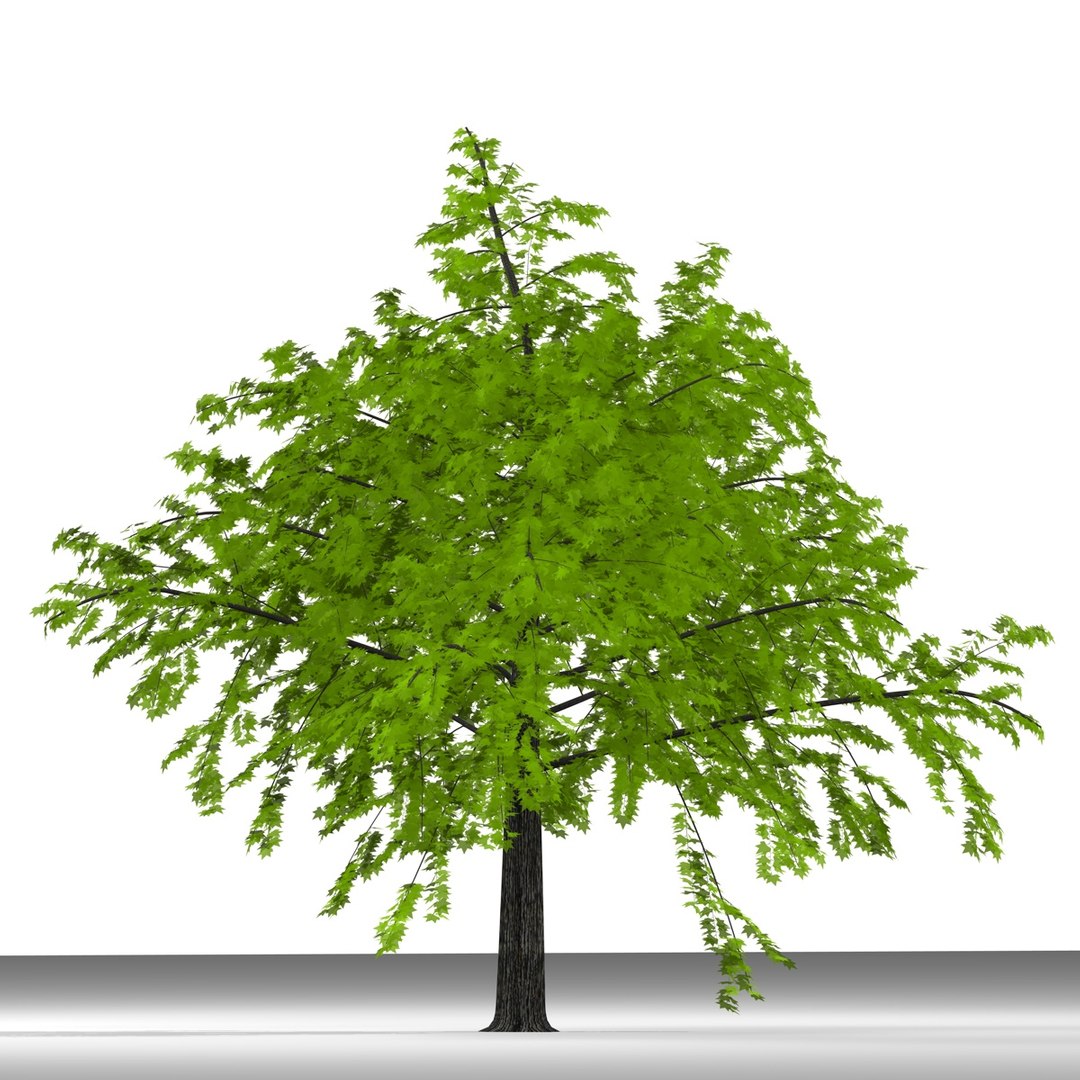 Plane Tree 3d Model