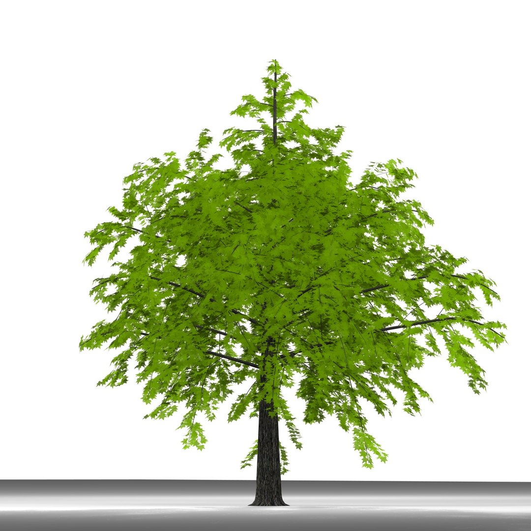 Plane Tree 3d Model