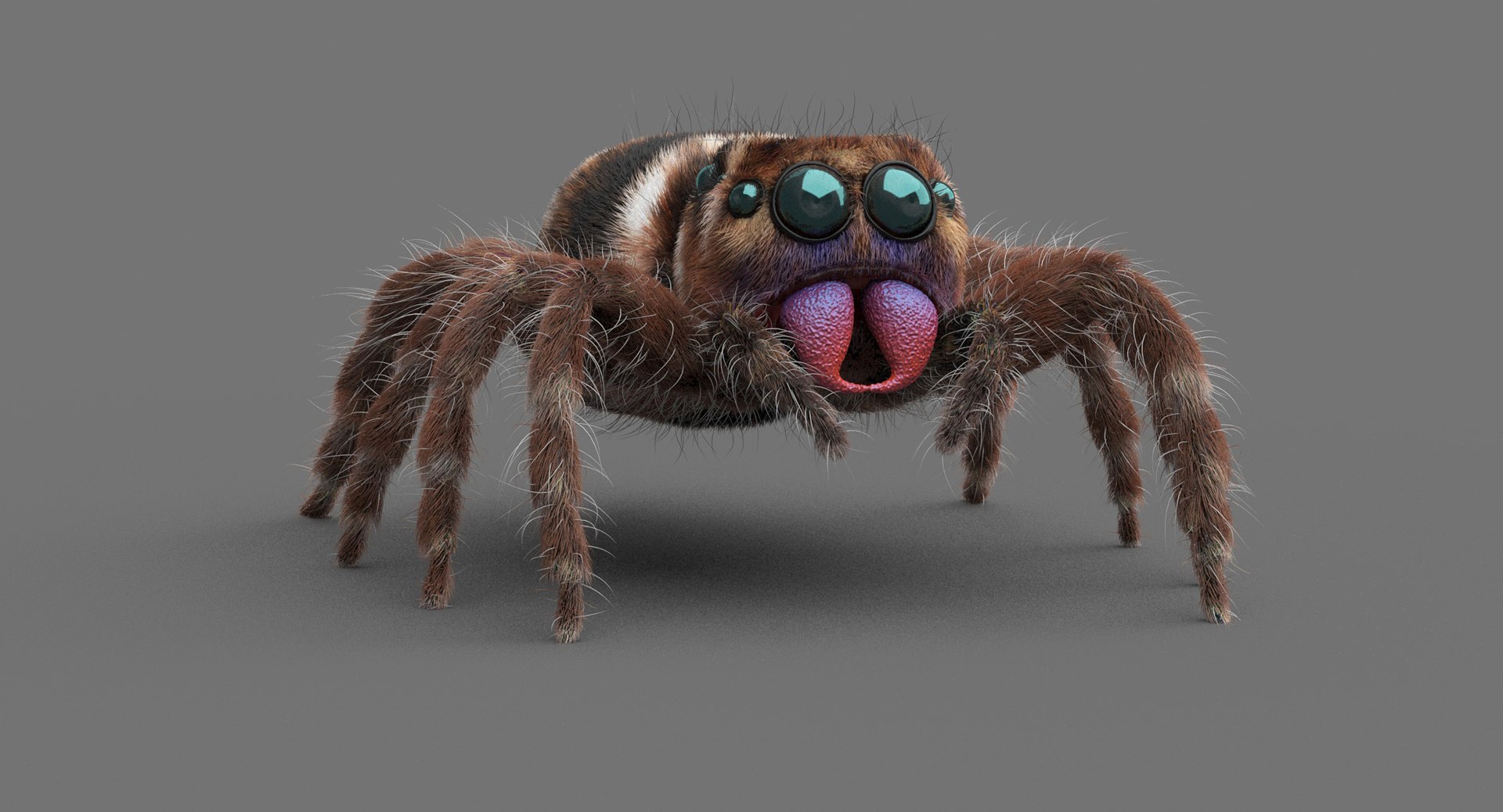 Jumping Spider 3D Model - TurboSquid 1379482
