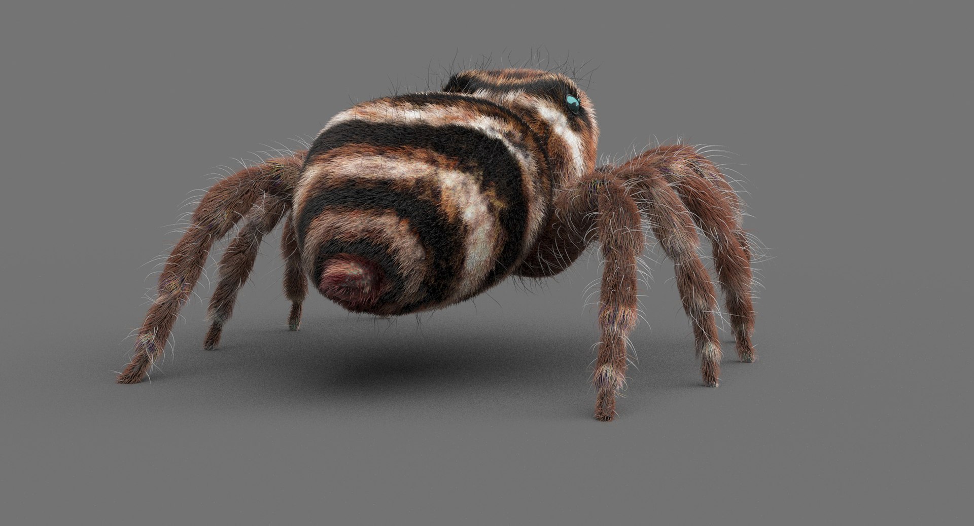 Jumping Spider 3D Model - TurboSquid 1379482
