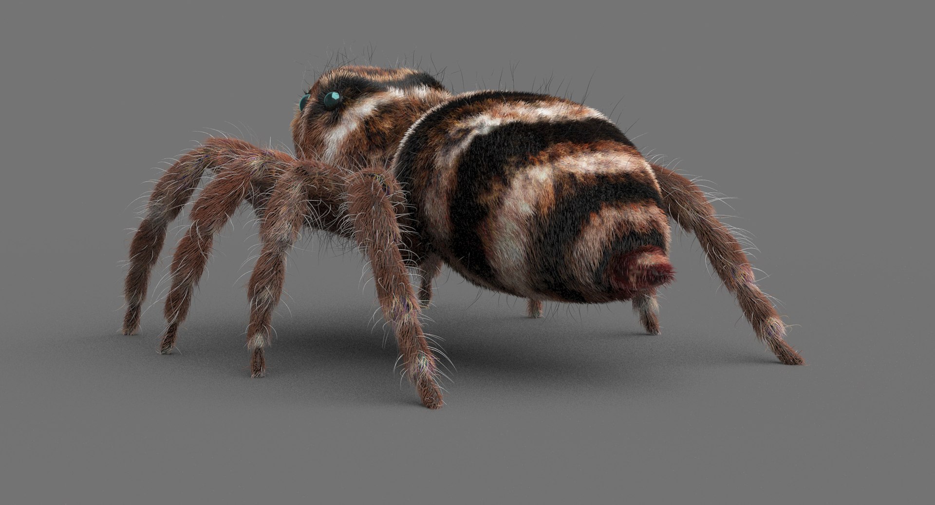 Jumping Spider 3D Model - TurboSquid 1379482