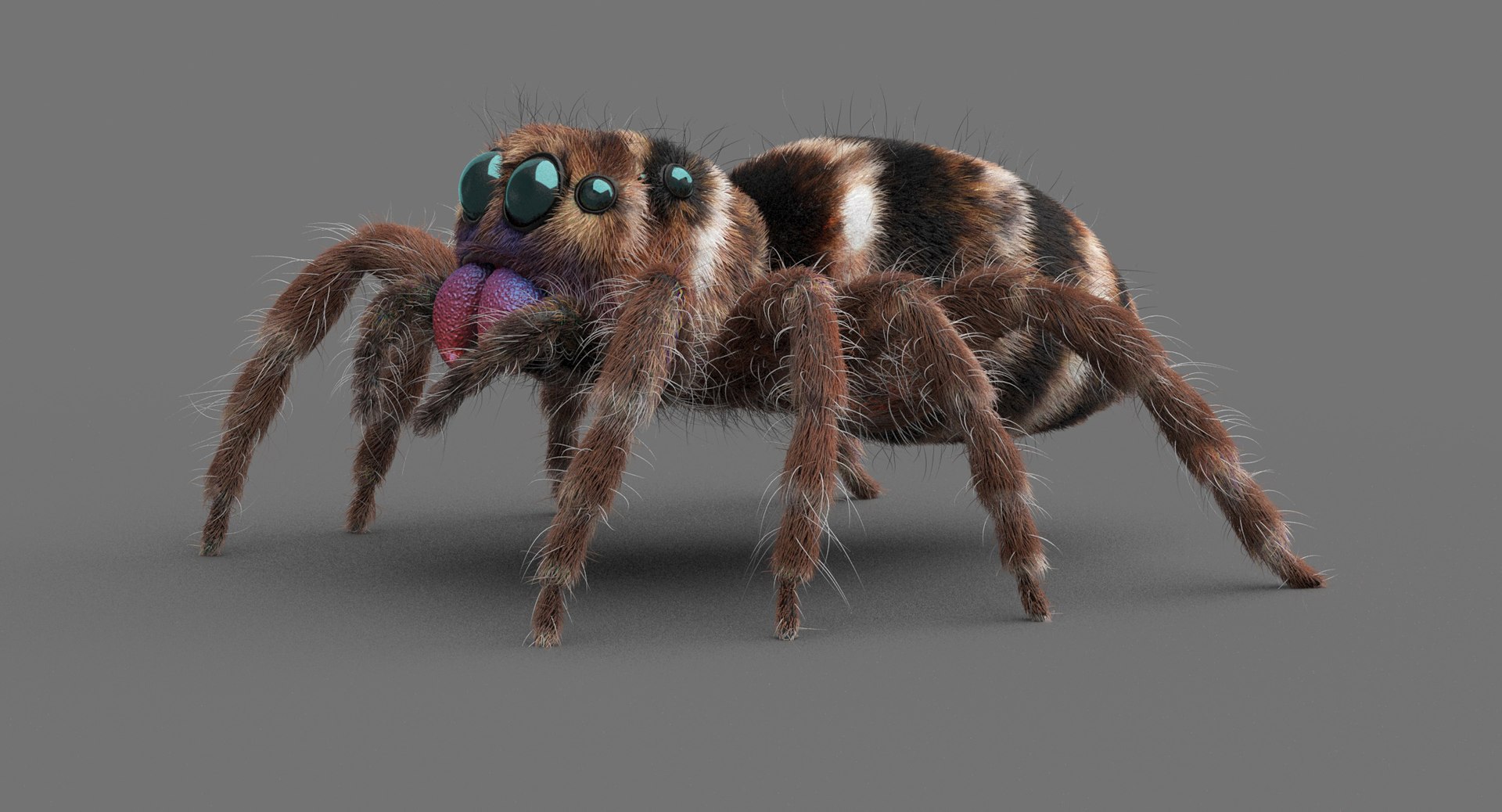 Jumping Spider 3D Model - TurboSquid 1379482