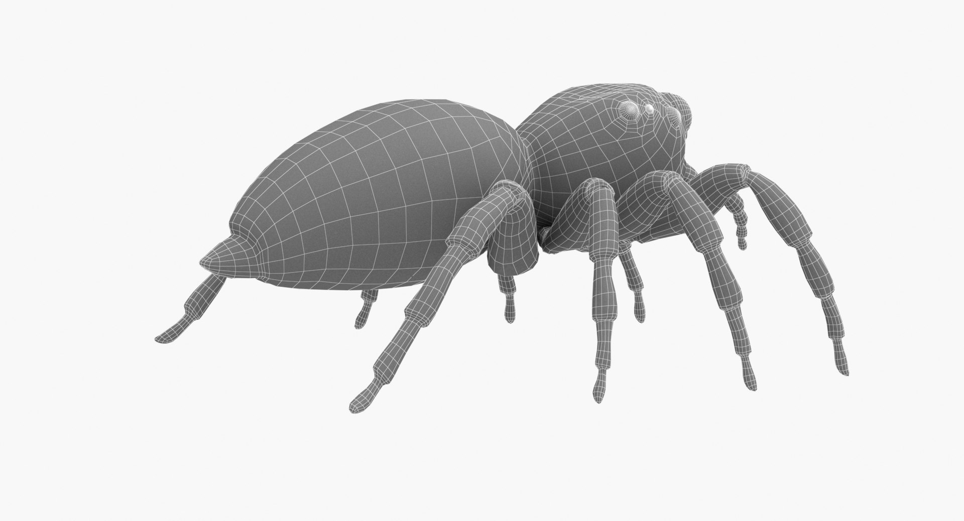 Jumping Spider 3D Model - TurboSquid 1379482