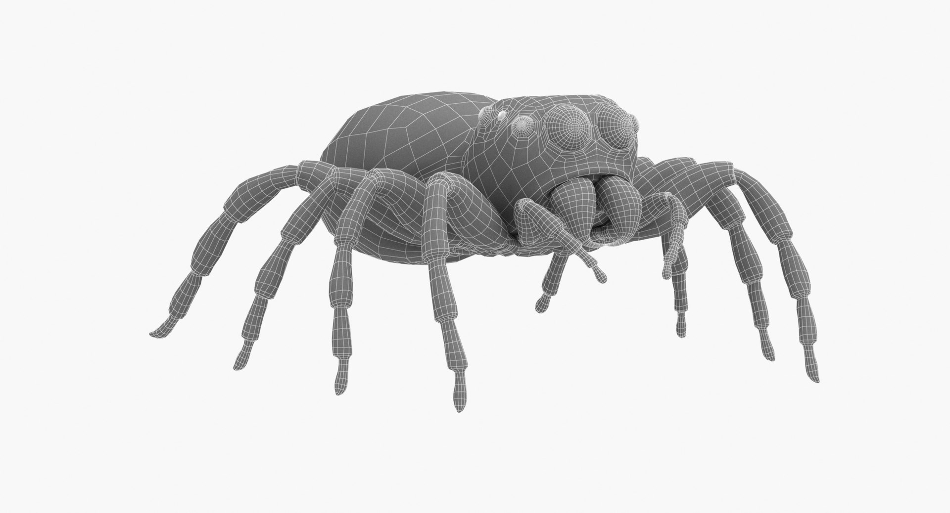 Jumping Spider 3D Model - TurboSquid 1379482