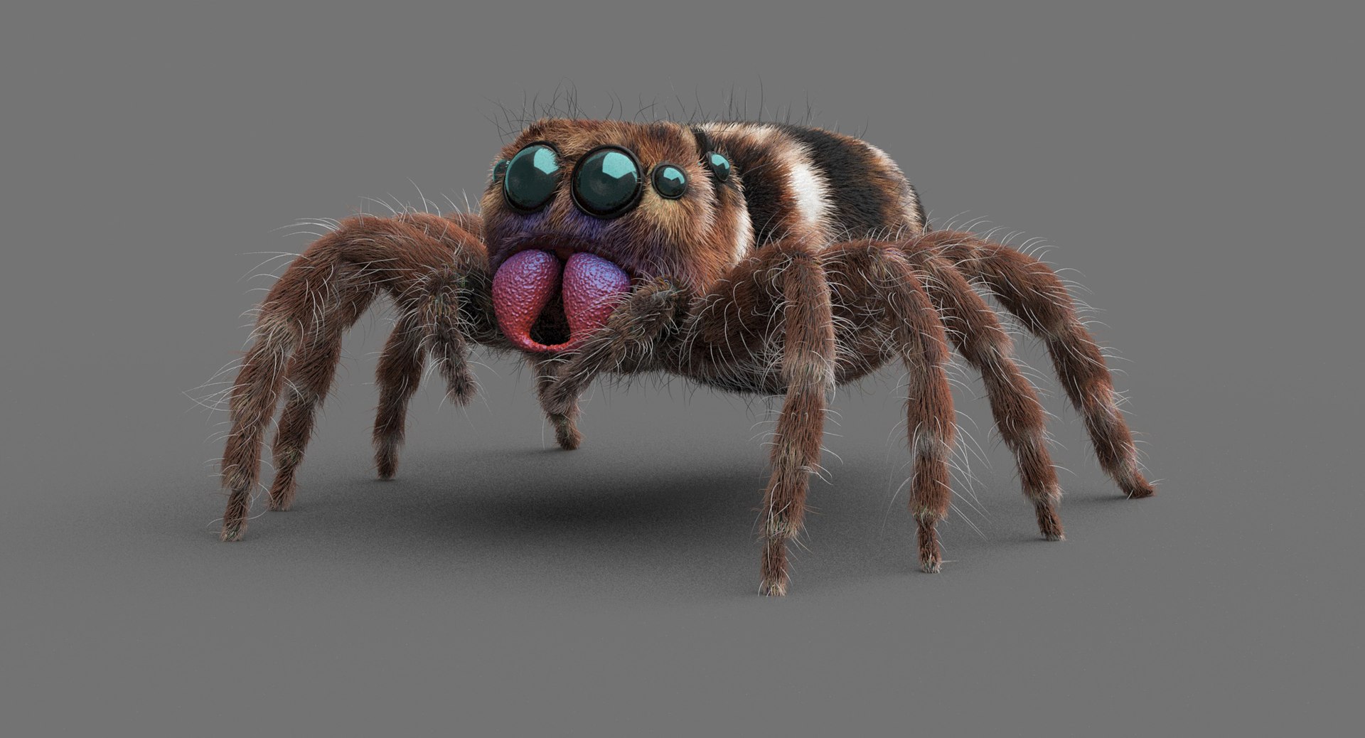 Jumping Spider 3D Model - TurboSquid 1379482