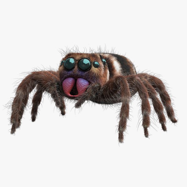 Spider 3D Models for Download | TurboSquid