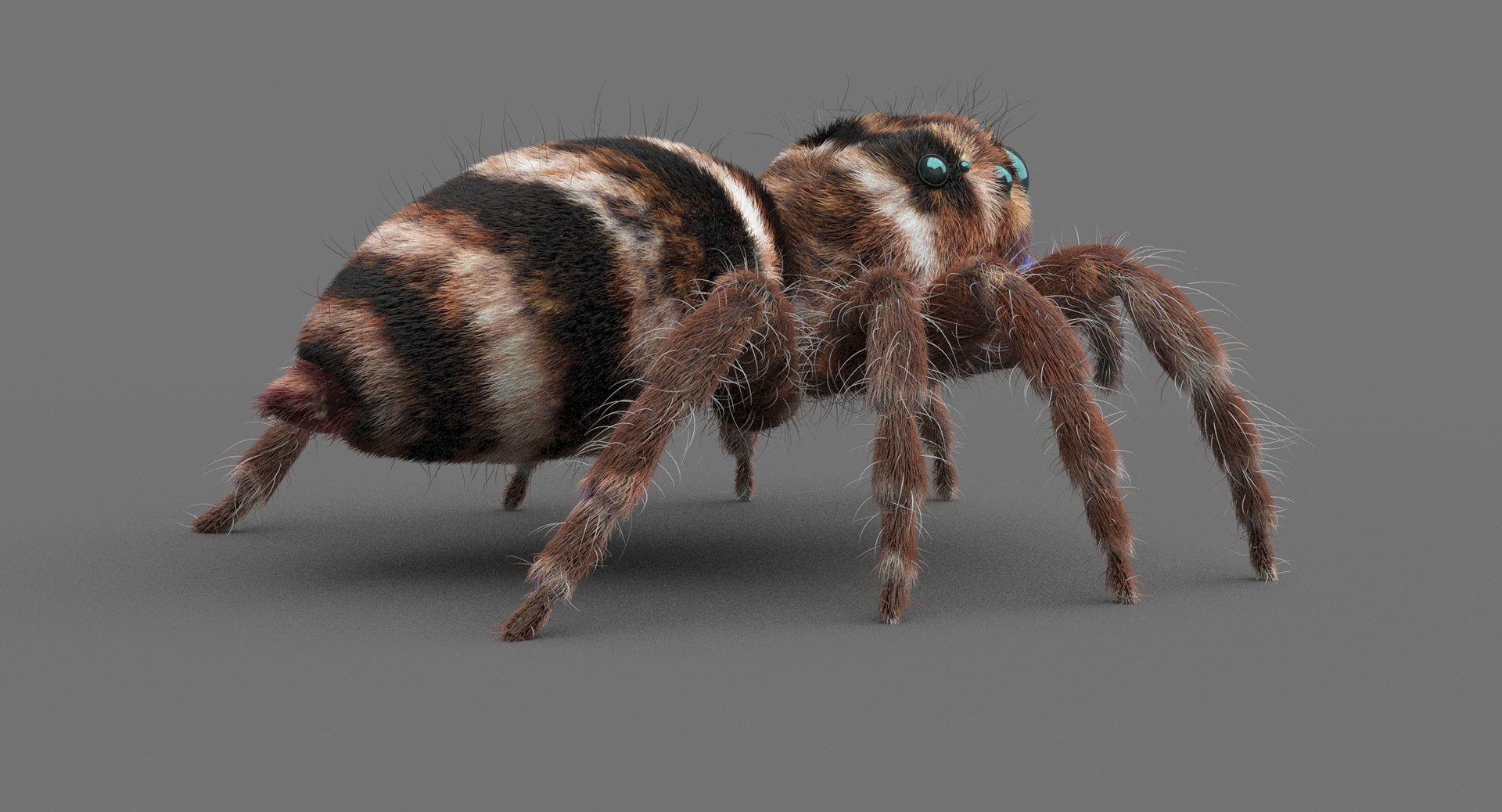 Jumping Spider 3D Model - TurboSquid 1379482