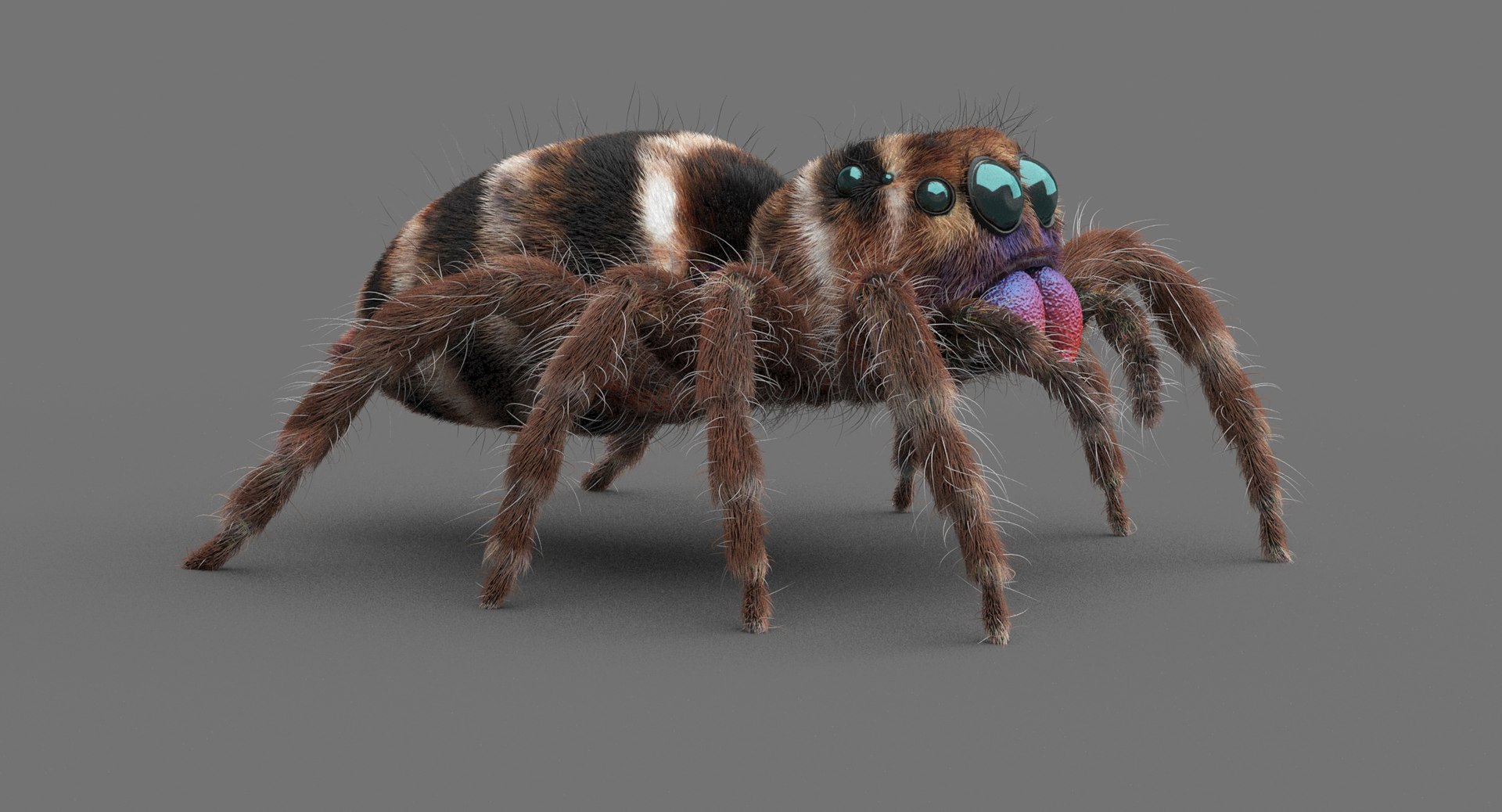 Jumping Spider 3D Model - TurboSquid 1379482
