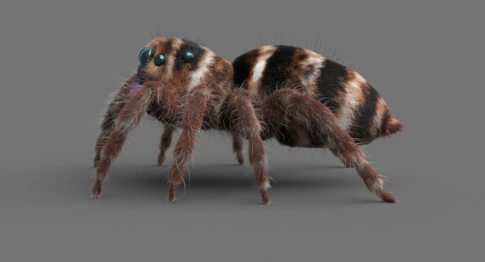 Jumping Spider 3D Model - TurboSquid 1379482