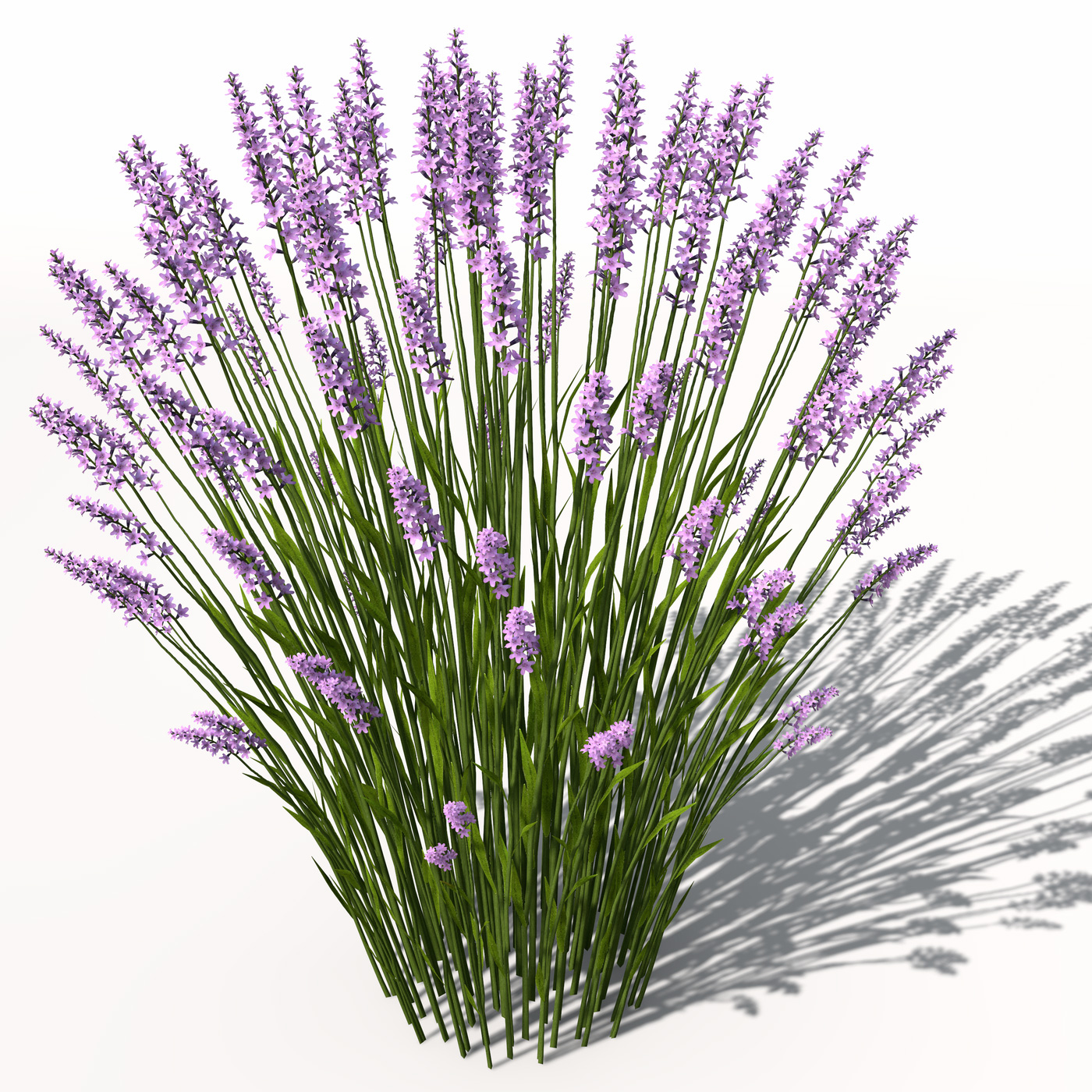 lavender plant flowers 3d model
