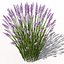 Lavender Plant Flowers 3d Model