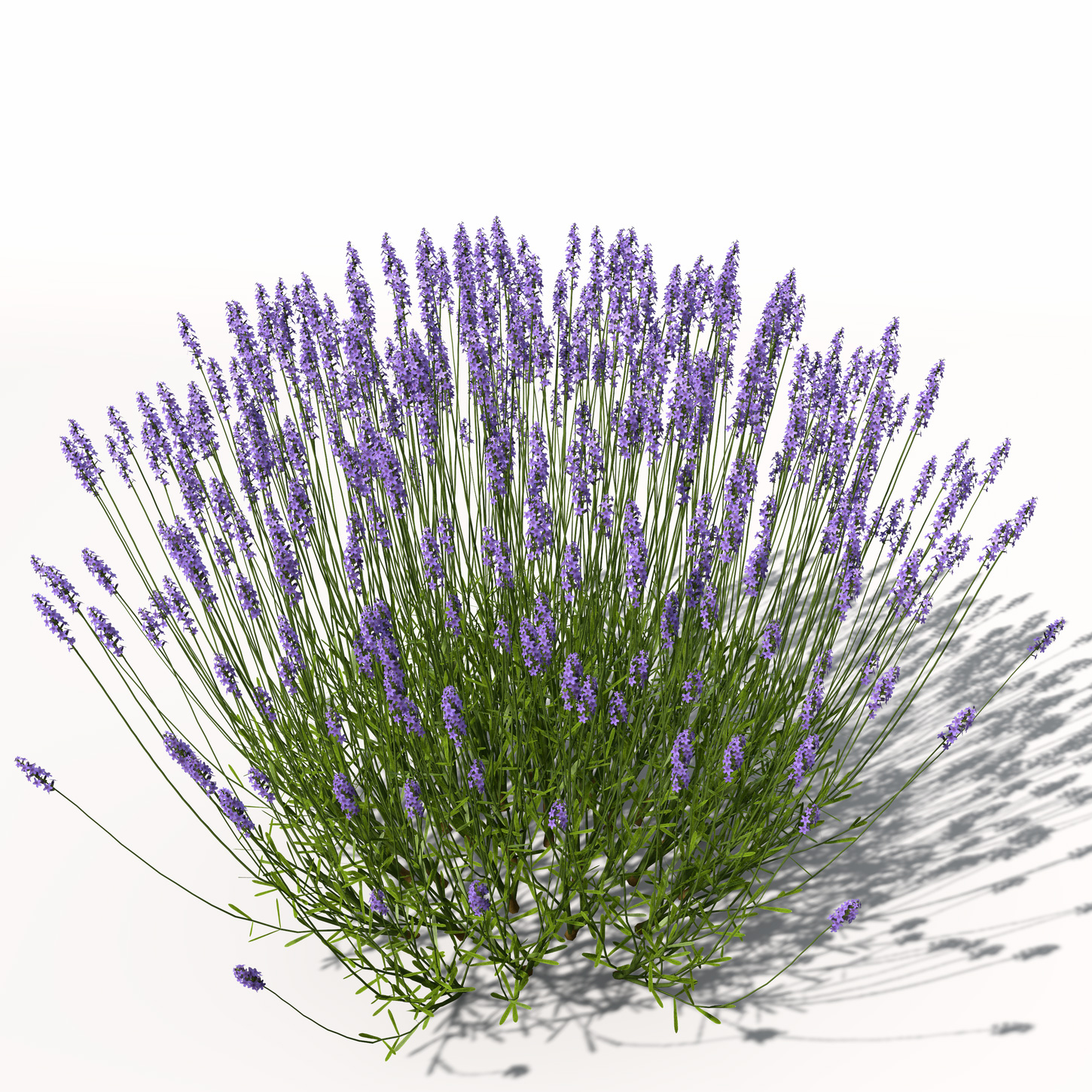 lavender plant flowers 3d model